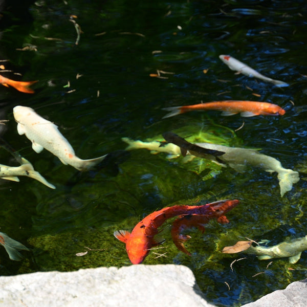 does koi fish need filter